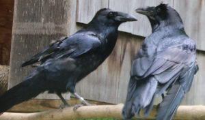 Common Raven • Brandywine Zoo
