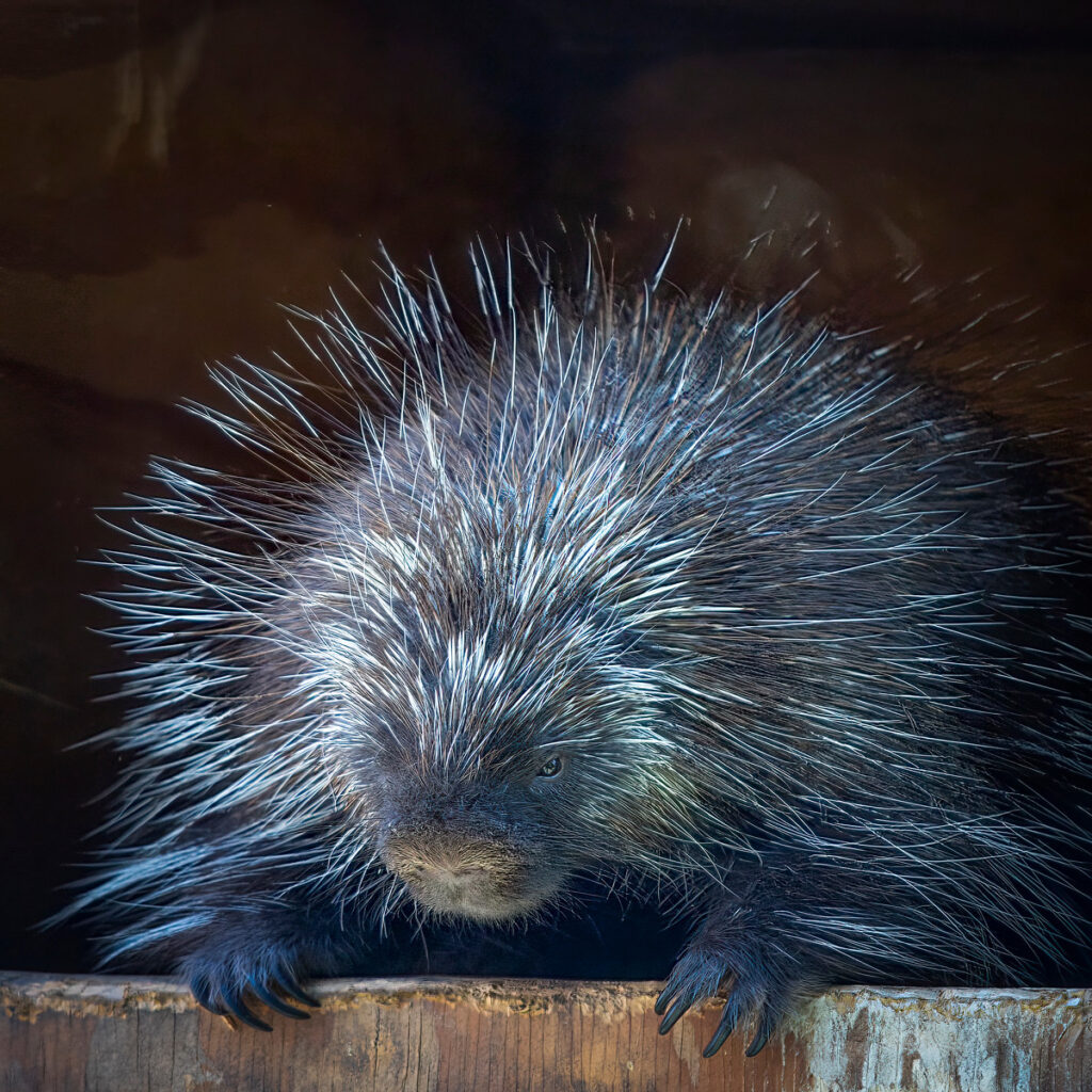 North American Porcupine • Brandywine Zoo
