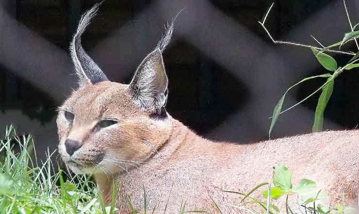 Caracal • Brandywine Zoo