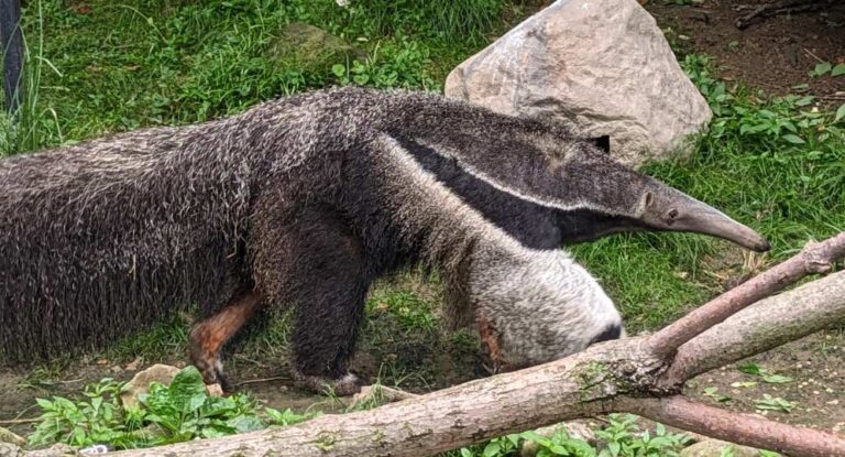 Giant Anteater • Brandywine Zoo