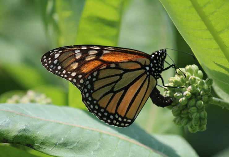 AZA SAFE Programs - Brandywine Zoo