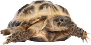 Zoo Map - Brandywine Zoo