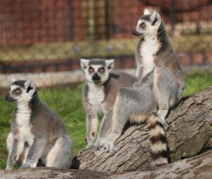 Home - Brandywine Zoo