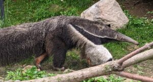 Giant Anteater - Brandywine Zoo
