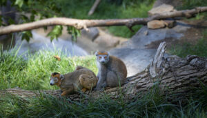 Home - Brandywine Zoo