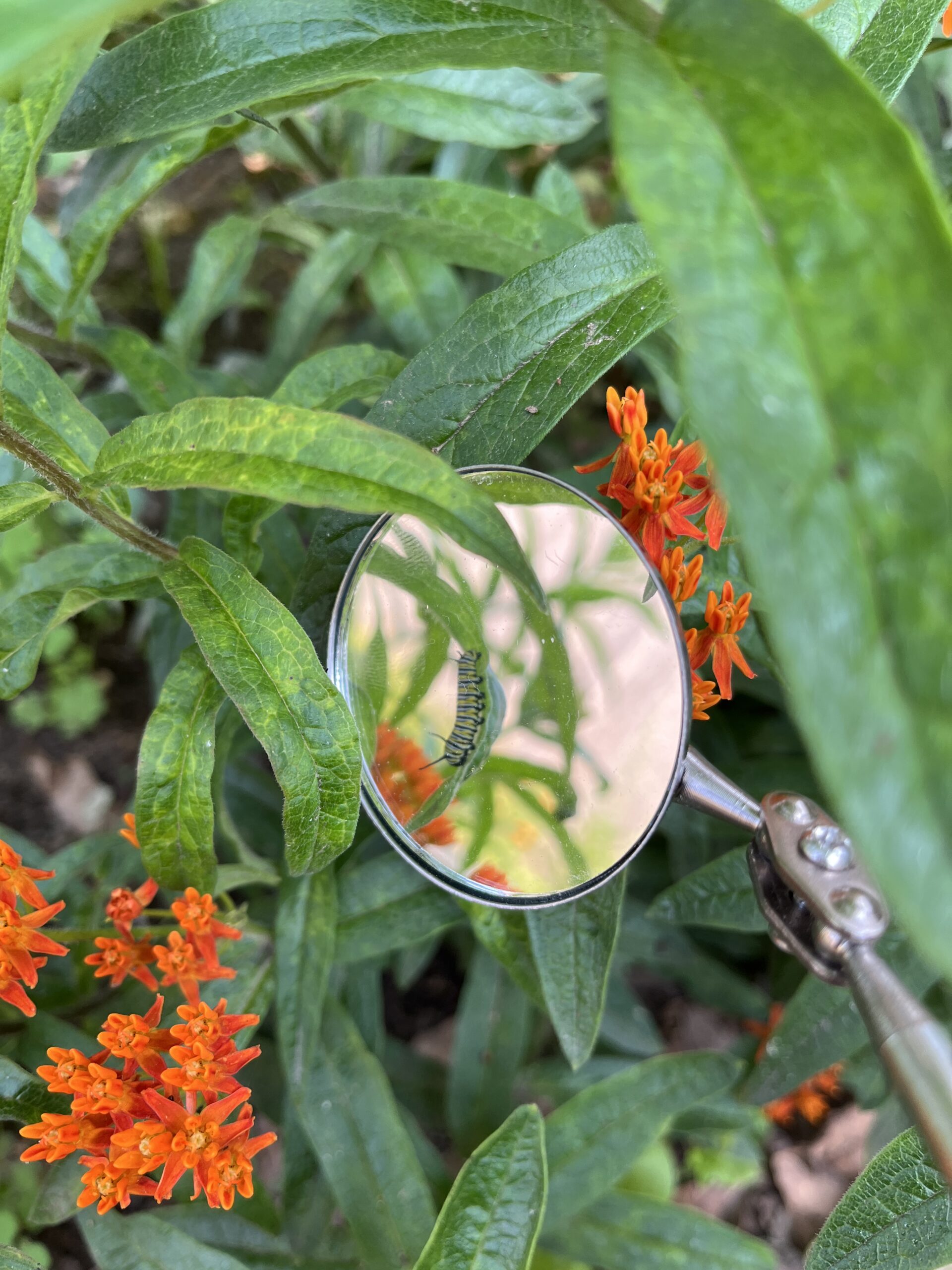 Citizen Science - Brandywine Zoo
