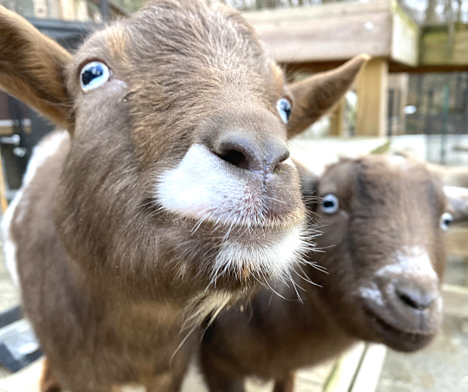 Your Stories - Brandywine Zoo